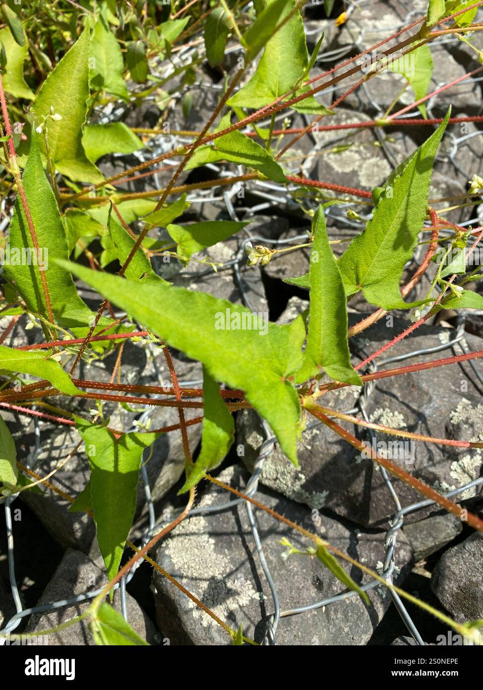 halberd-leaved tearthumb (Persicaria arifolia Stock Photo - Alamy