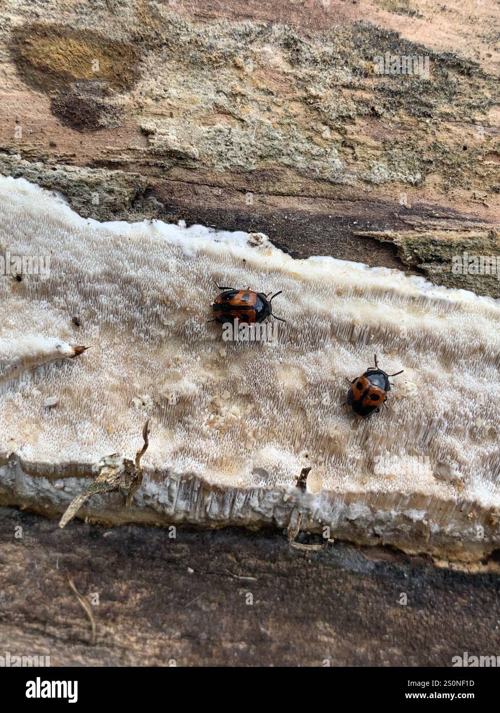 Two-spotted Diaperis (Diaperis maculata Stock Photo - Alamy