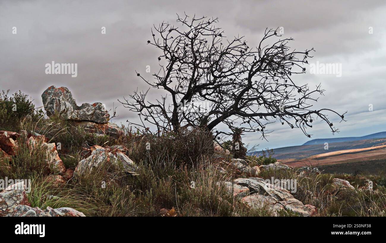 Wagon Tree (Protea nitida Stock Photo - Alamy