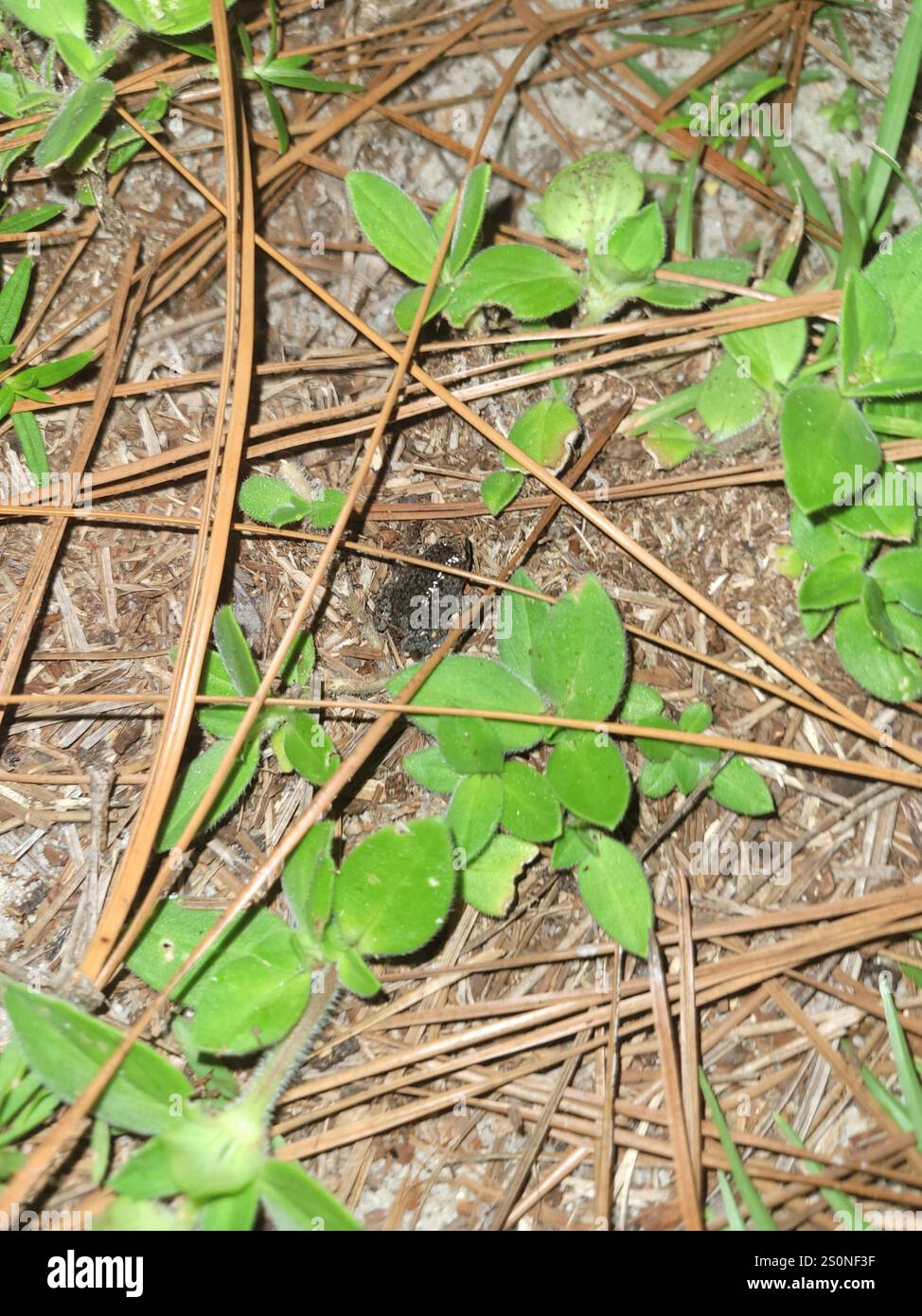 Eastern Narrow-mouthed Toad (Gastrophryne carolinensis Stock Photo - Alamy