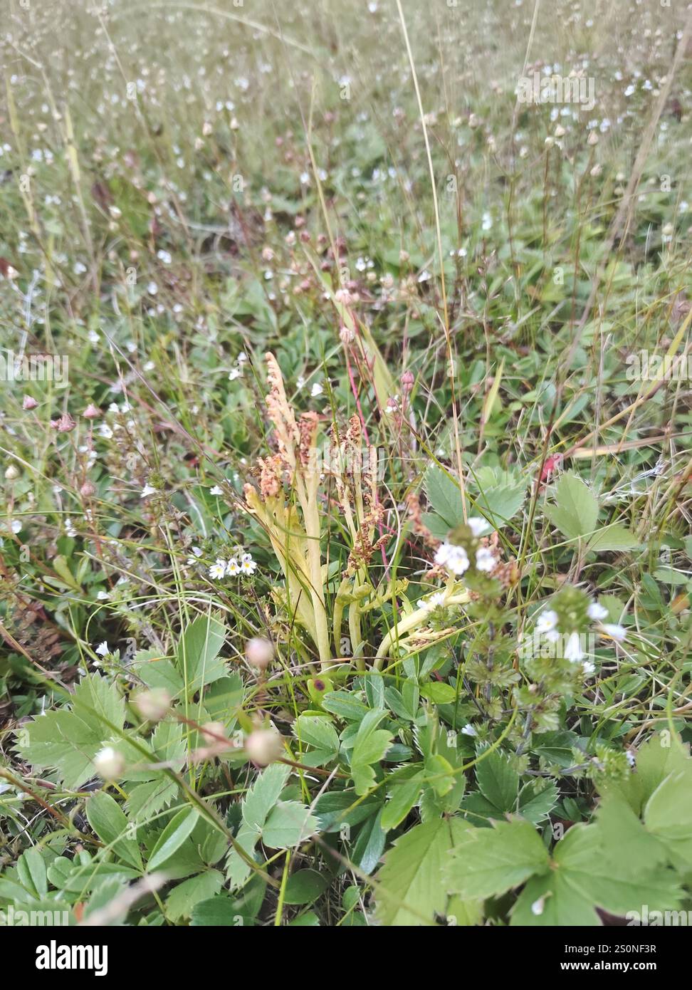 Michigan moonwort (Botrychium michiganense Stock Photo - Alamy