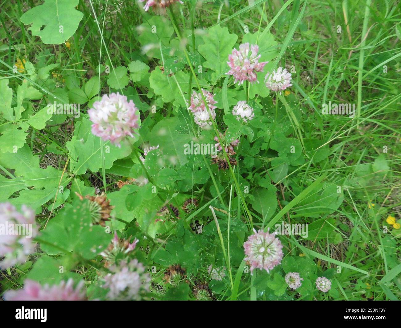 Alsike clover (Trifolium hybridum Stock Photo - Alamy