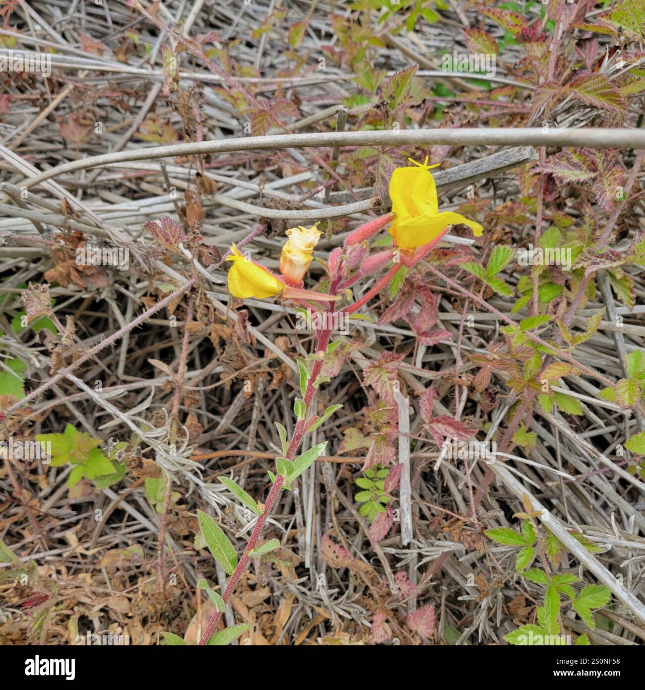 tall evening primrose (Oenothera elata Stock Photo - Alamy