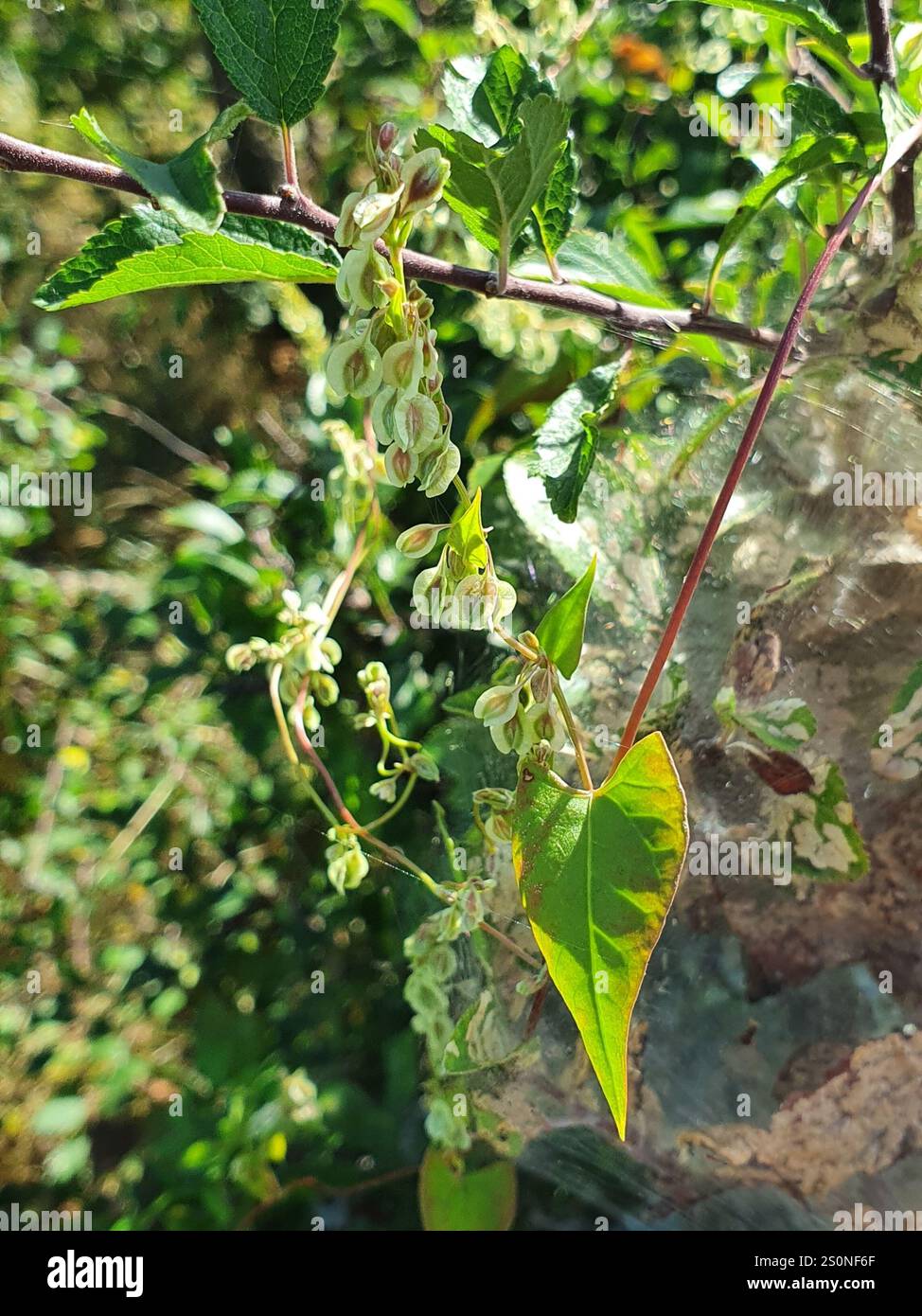 Copse-bindweed (Fallopia dumetorum Stock Photo - Alamy