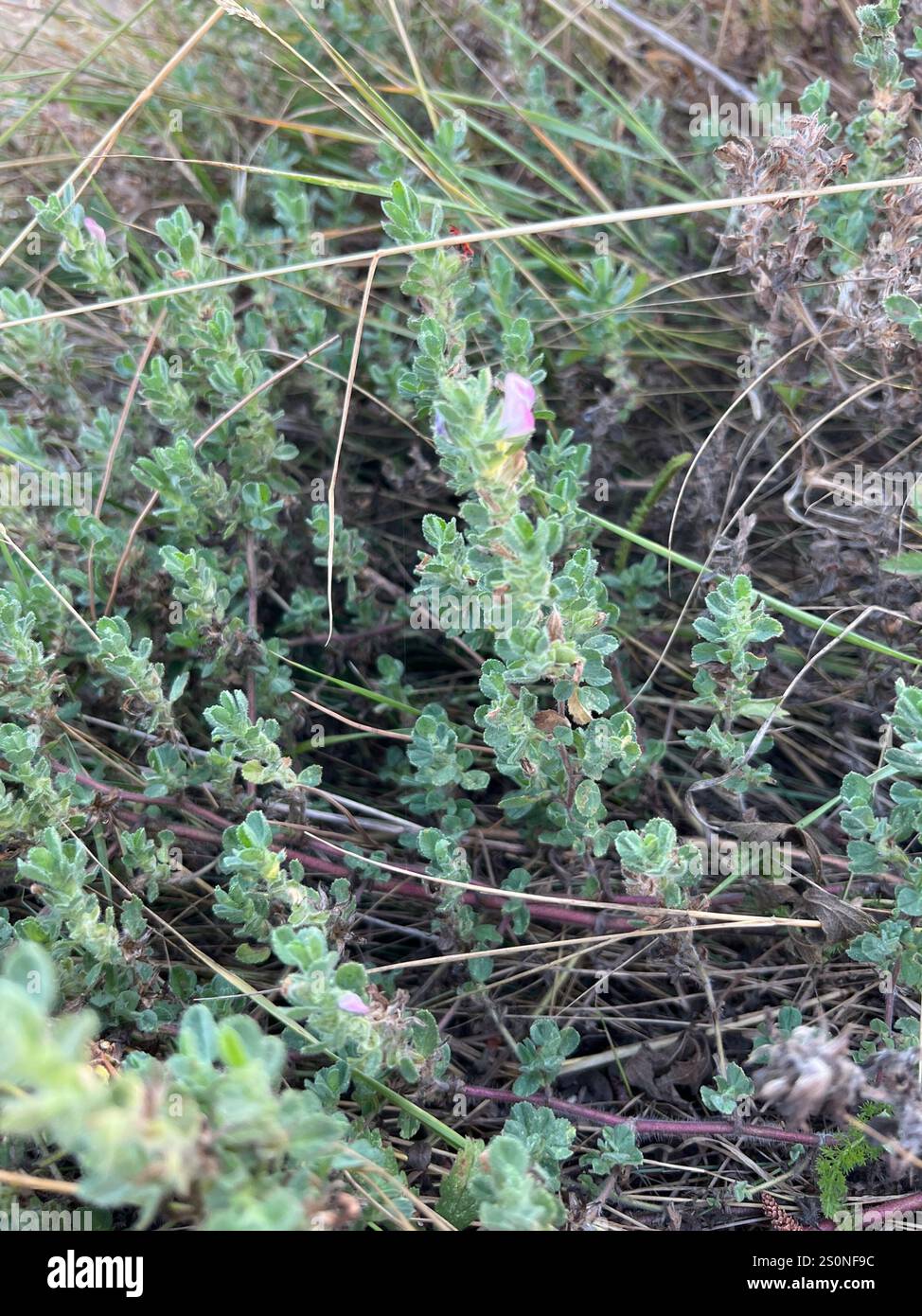 Spiny restharrow (Ononis spinosa Stock Photo - Alamy