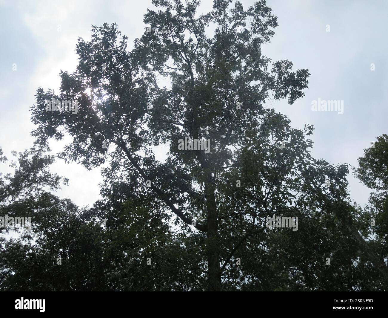 southern red oak (Quercus falcata Stock Photo - Alamy