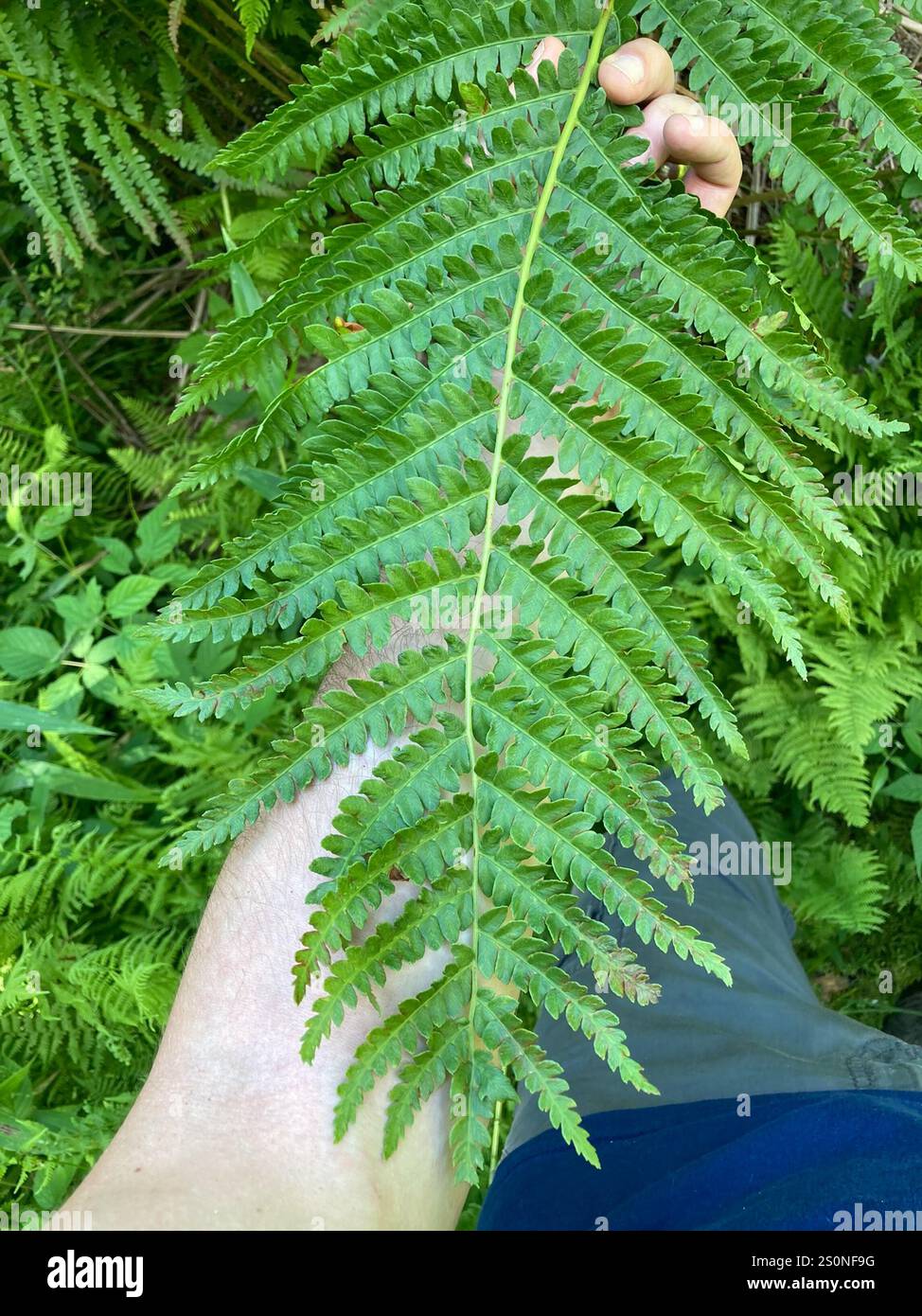 cinnamon fern (Osmundastrum cinnamomeum Stock Photo - Alamy