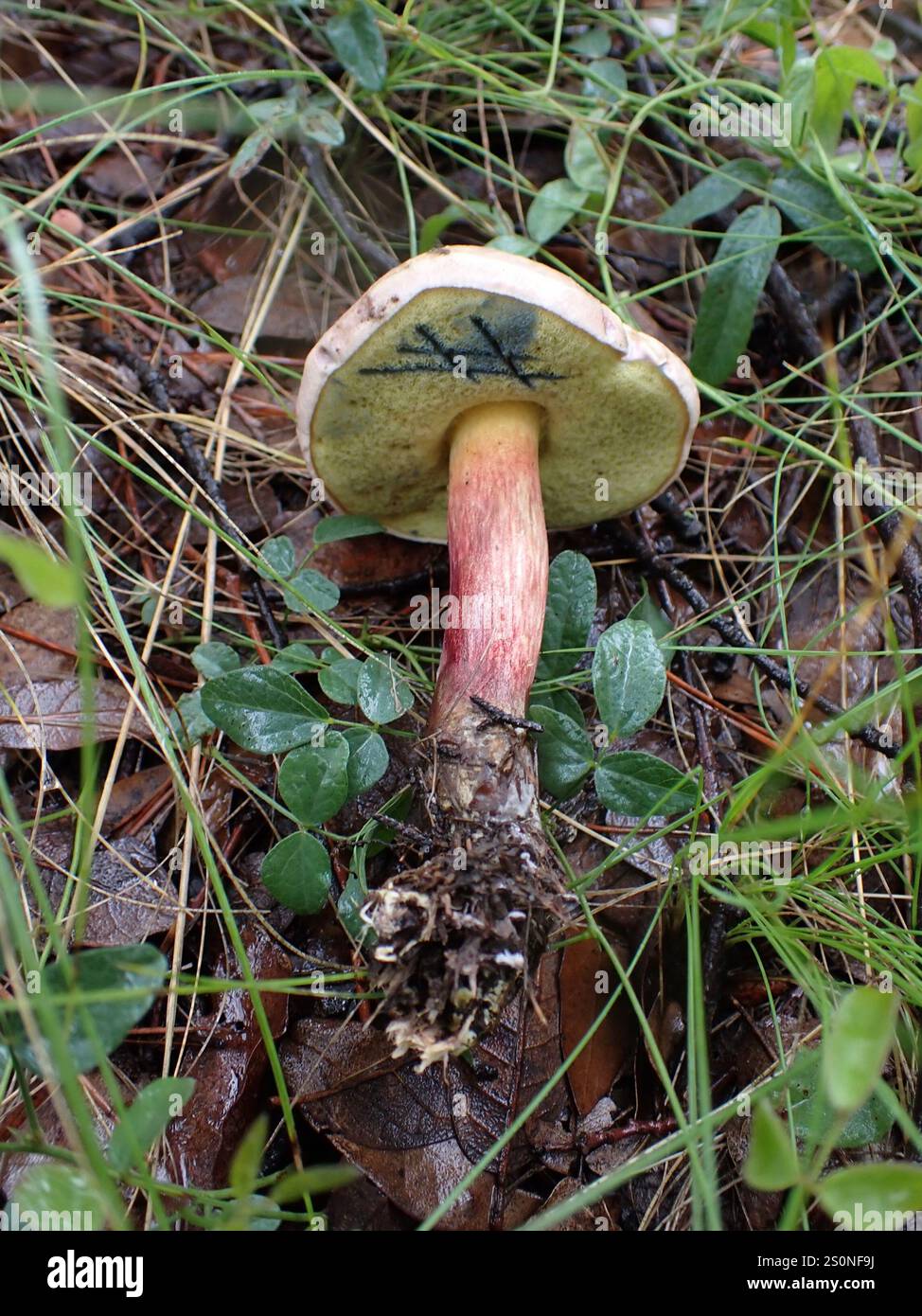 Bitter Boletes (Caloboletus Stock Photo - Alamy