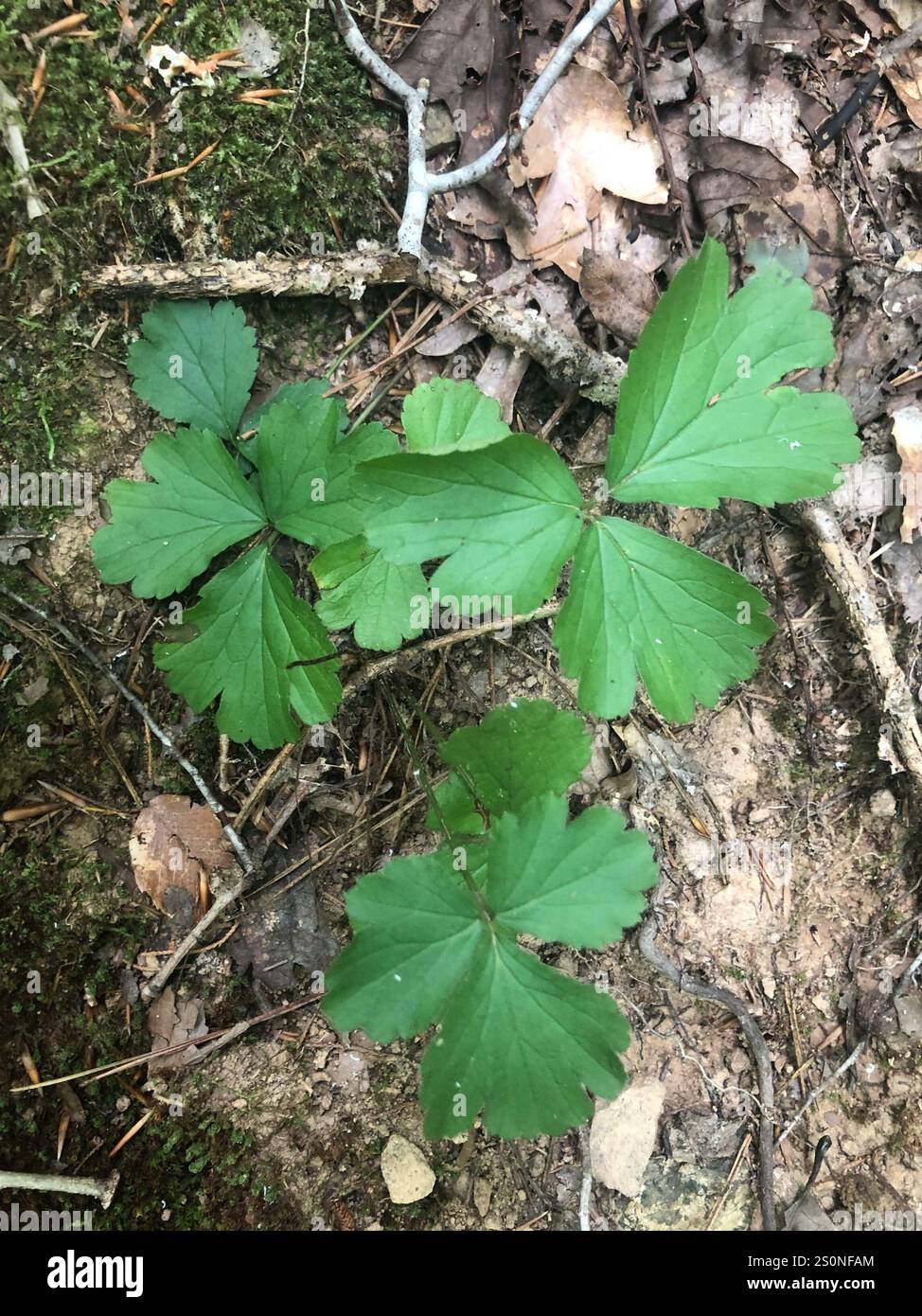 Southern Barren Strawberry (Waldsteinia fragarioides doniana Stock ...