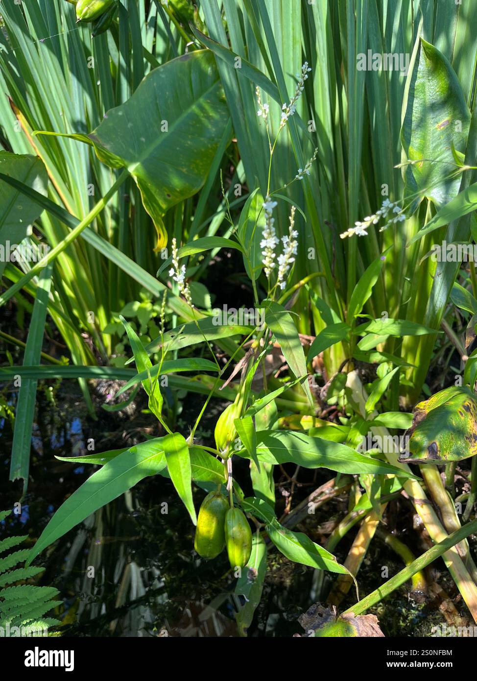 swamp smartweed (Persicaria hydropiperoides Stock Photo - Alamy