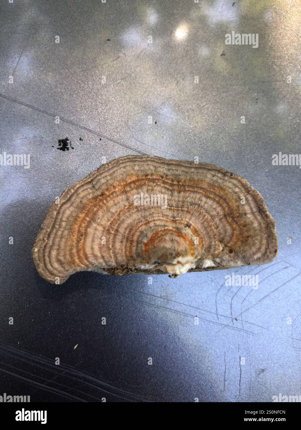 Gilled Polypore (Trametes betulina Stock Photo - Alamy