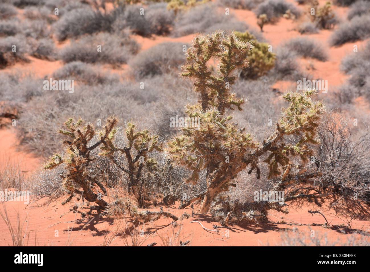 Silver Cholla (Cylindropuntia echinocarpa Stock Photo - Alamy