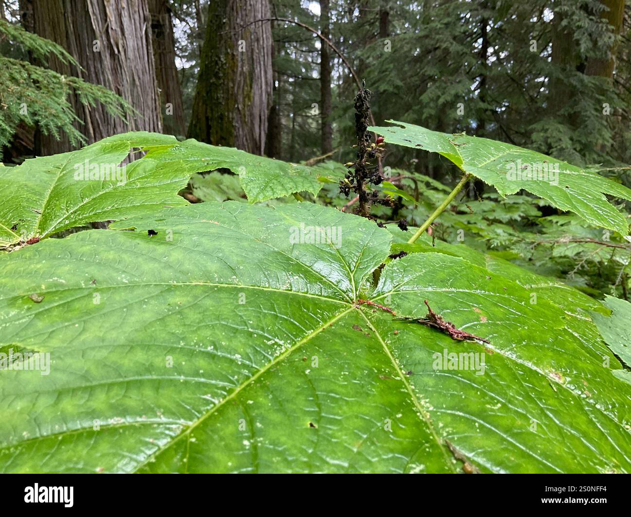 Devil's Club (Oplopanax horridus Stock Photo - Alamy