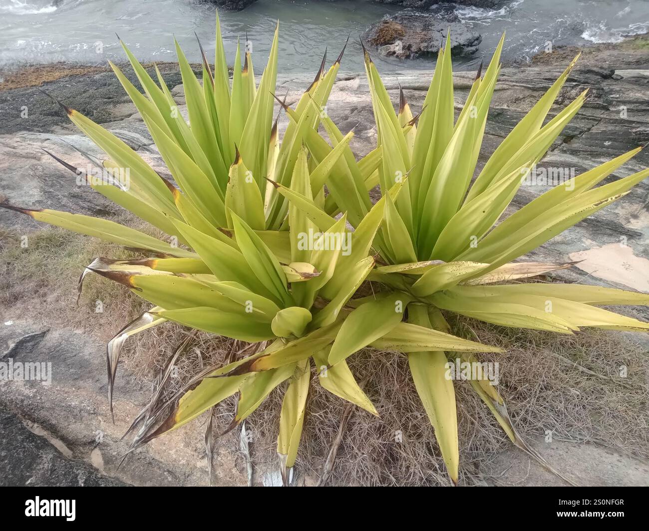 Mauritius hemp hi-res stock photography and images - Alamy