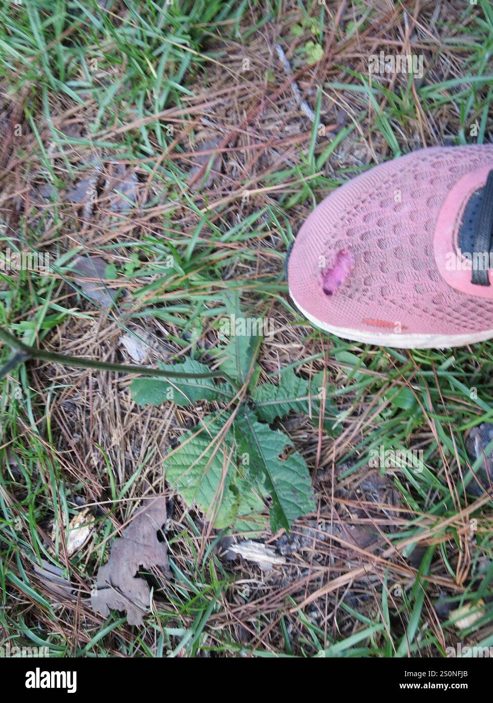 Smooth Elephant's Foot (Elephantopus nudatus Stock Photo - Alamy