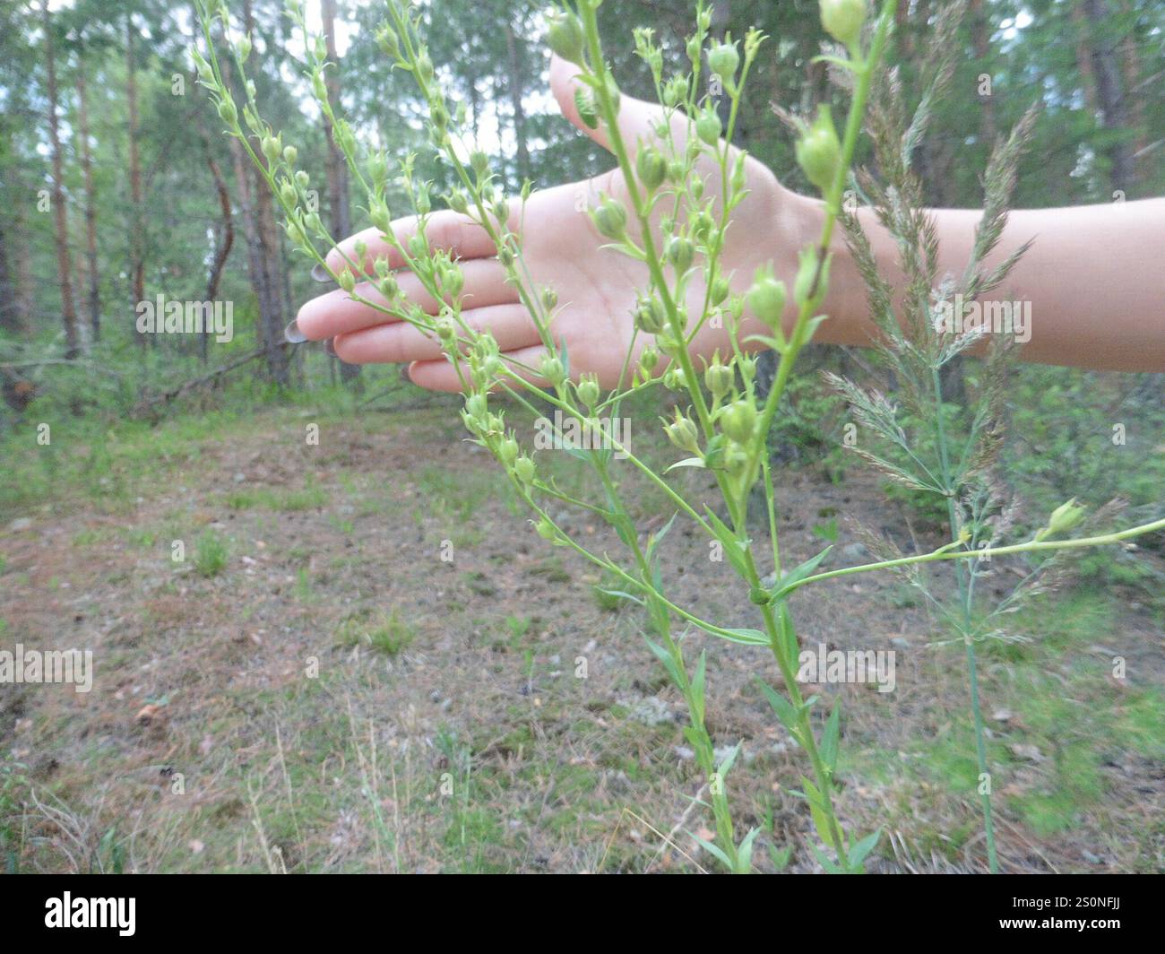 Broomleaf Toadflax (Linaria genistifolia Stock Photo - Alamy