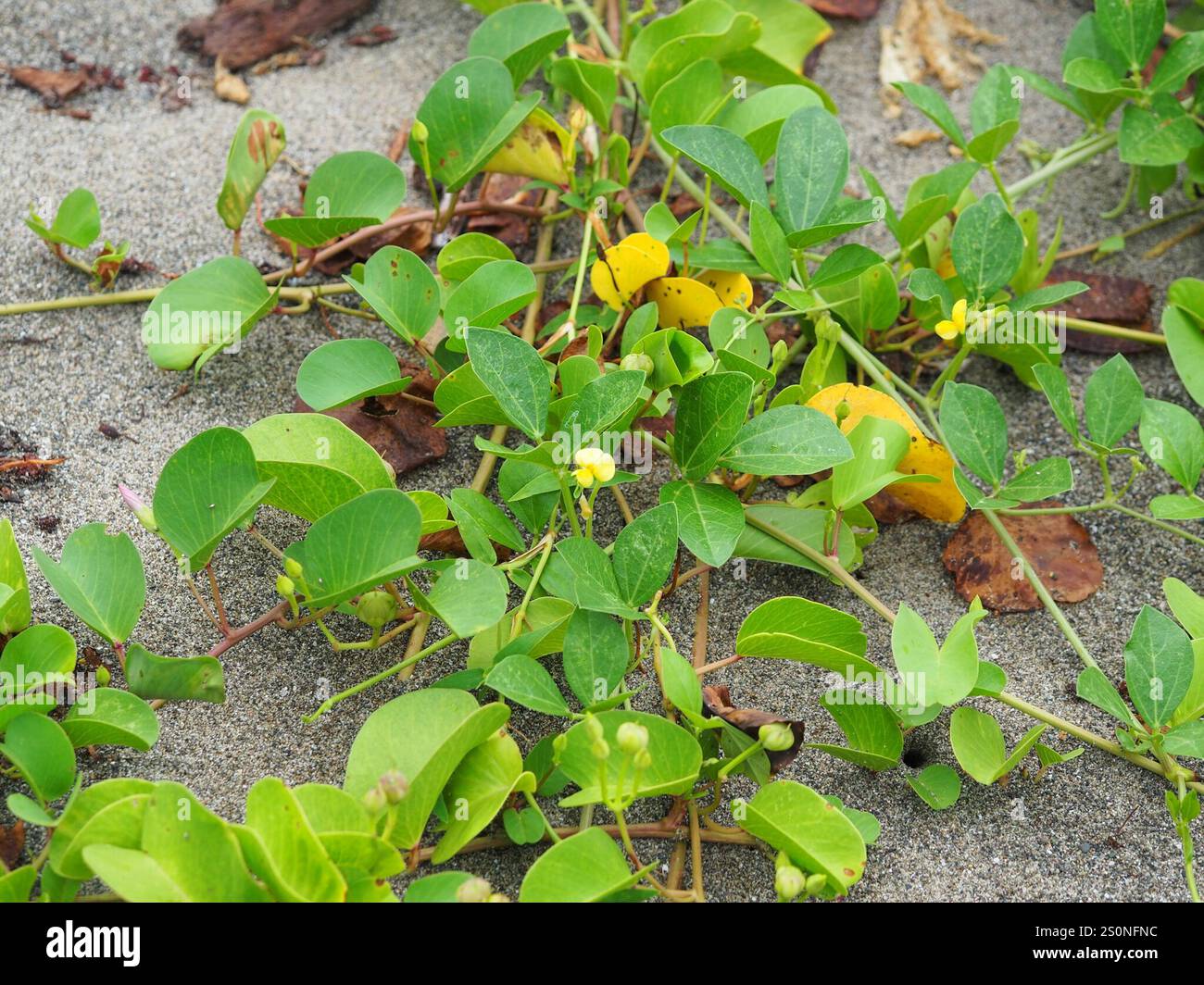 beach pea (Vigna marina Stock Photo - Alamy