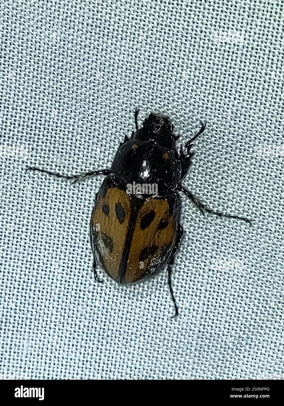 Masked Chafers and Rice Beetles (Cyclocephalini Stock Photo - Alamy