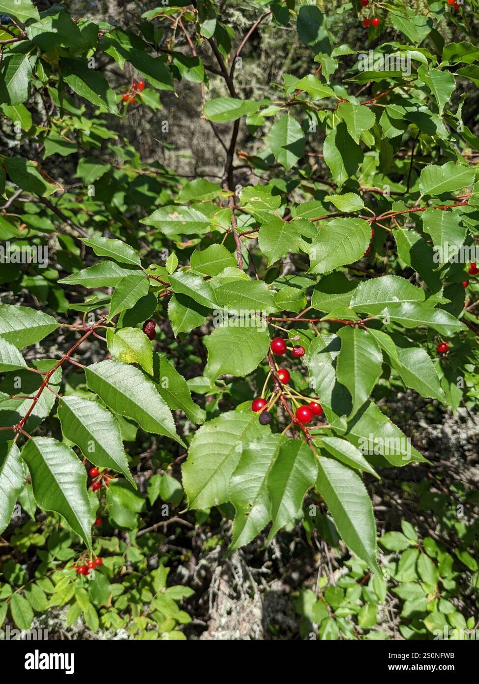 fire cherry (Prunus pensylvanica Stock Photo - Alamy