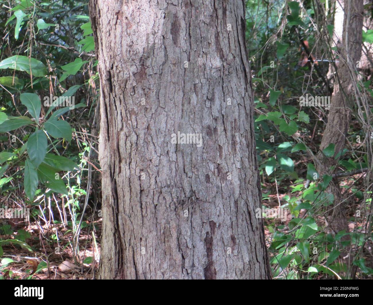 white oak (Quercus alba Stock Photo - Alamy