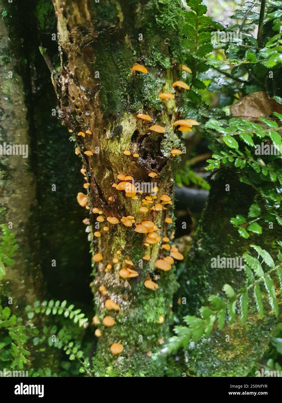 orange pore fungus (Favolaschia claudopus Stock Photo - Alamy