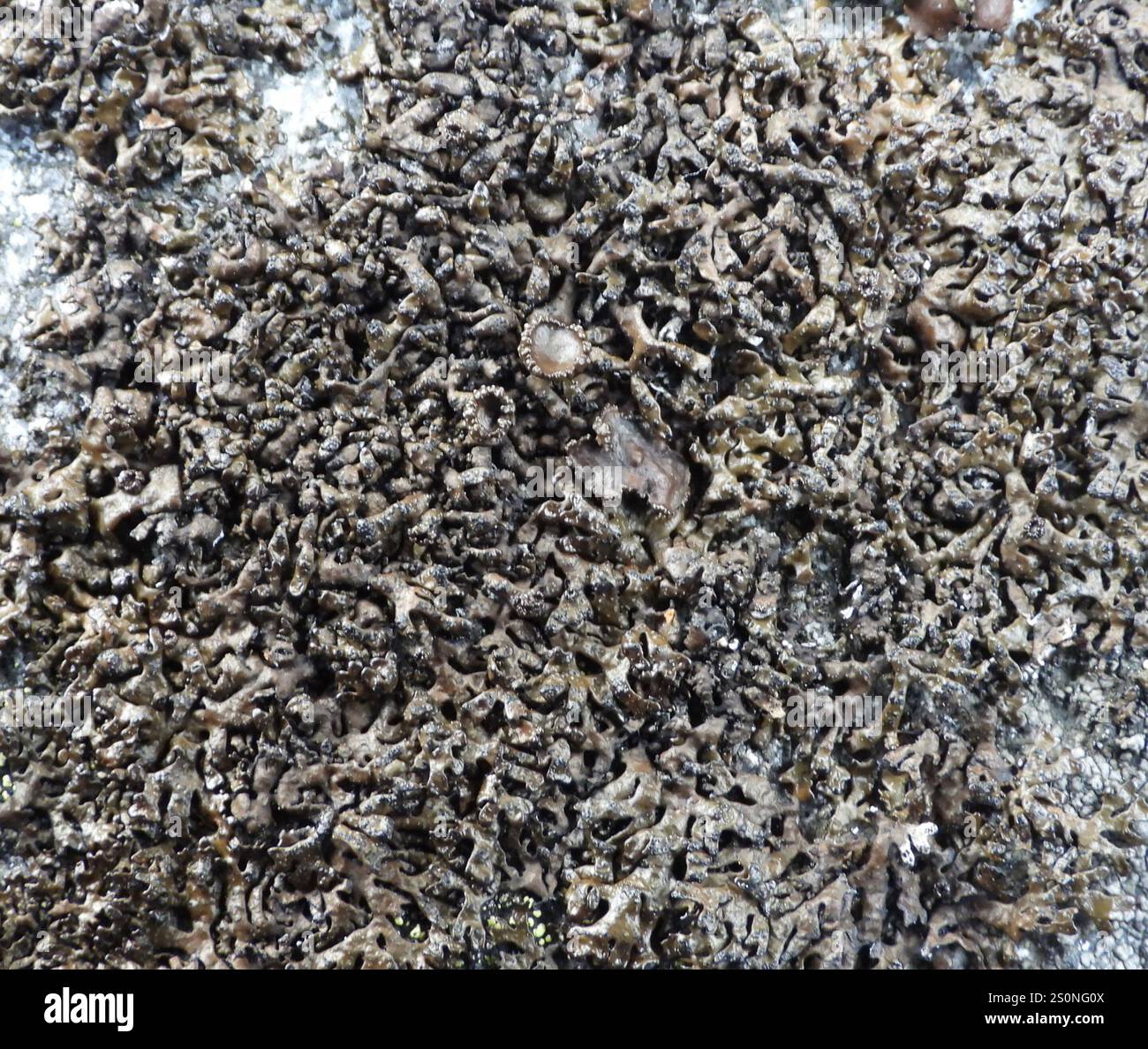 Stygian Black-parmelia (Melanelia stygia Stock Photo - Alamy