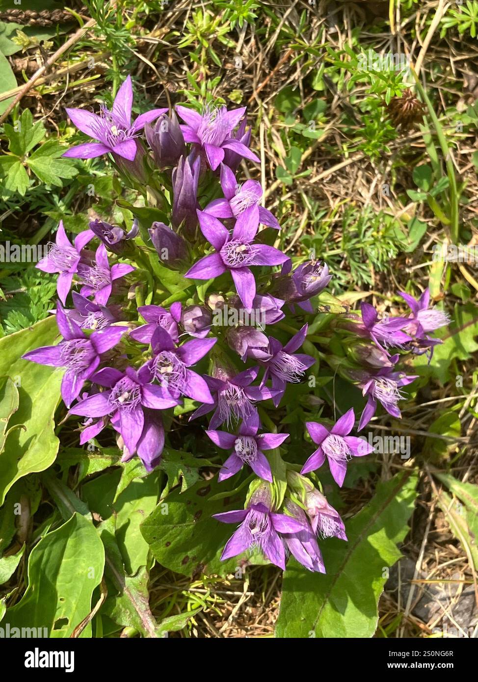dwarf gentians (Gentianella Stock Photo - Alamy