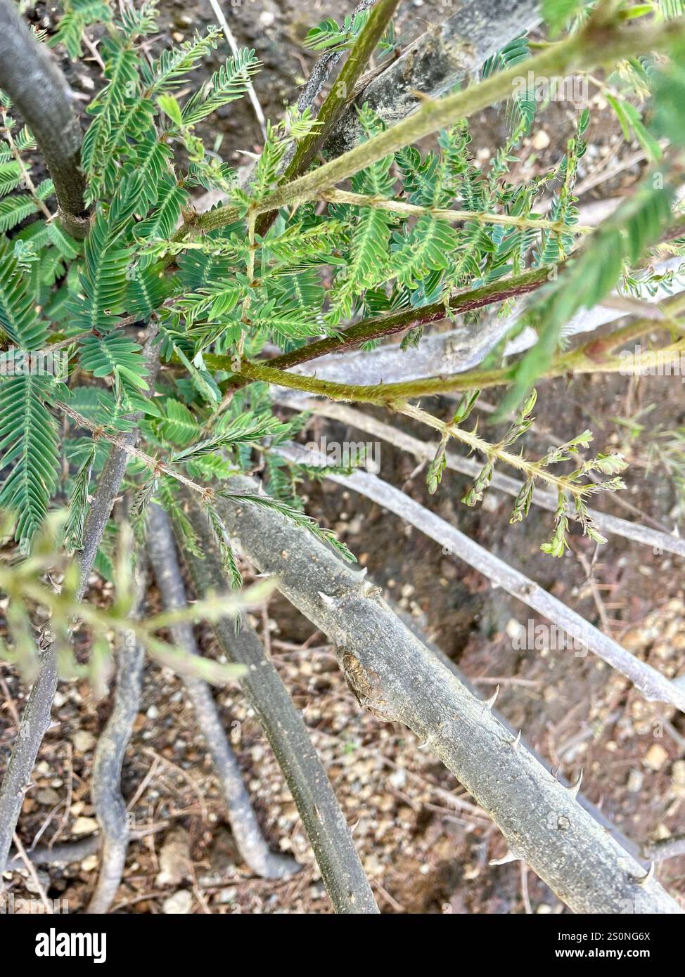 Giant Sensitive Plant (Mimosa pigra Stock Photo - Alamy