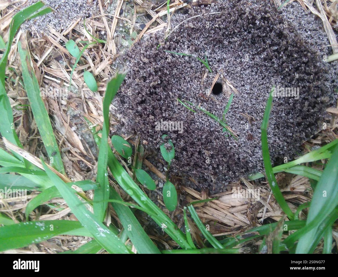 Buren's Pyramid Ant (Dorymyrmex bureni Stock Photo - Alamy
