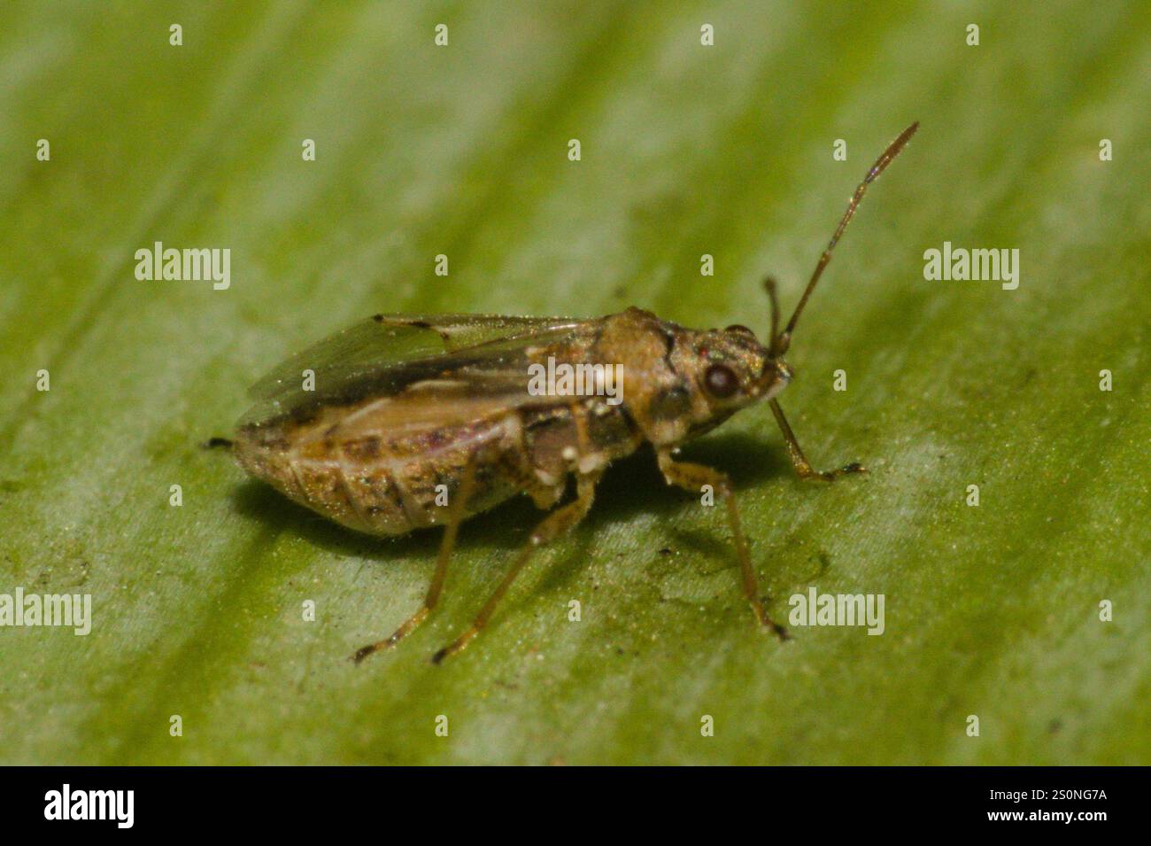 False chinch bugs (Nysius Stock Photo - Alamy