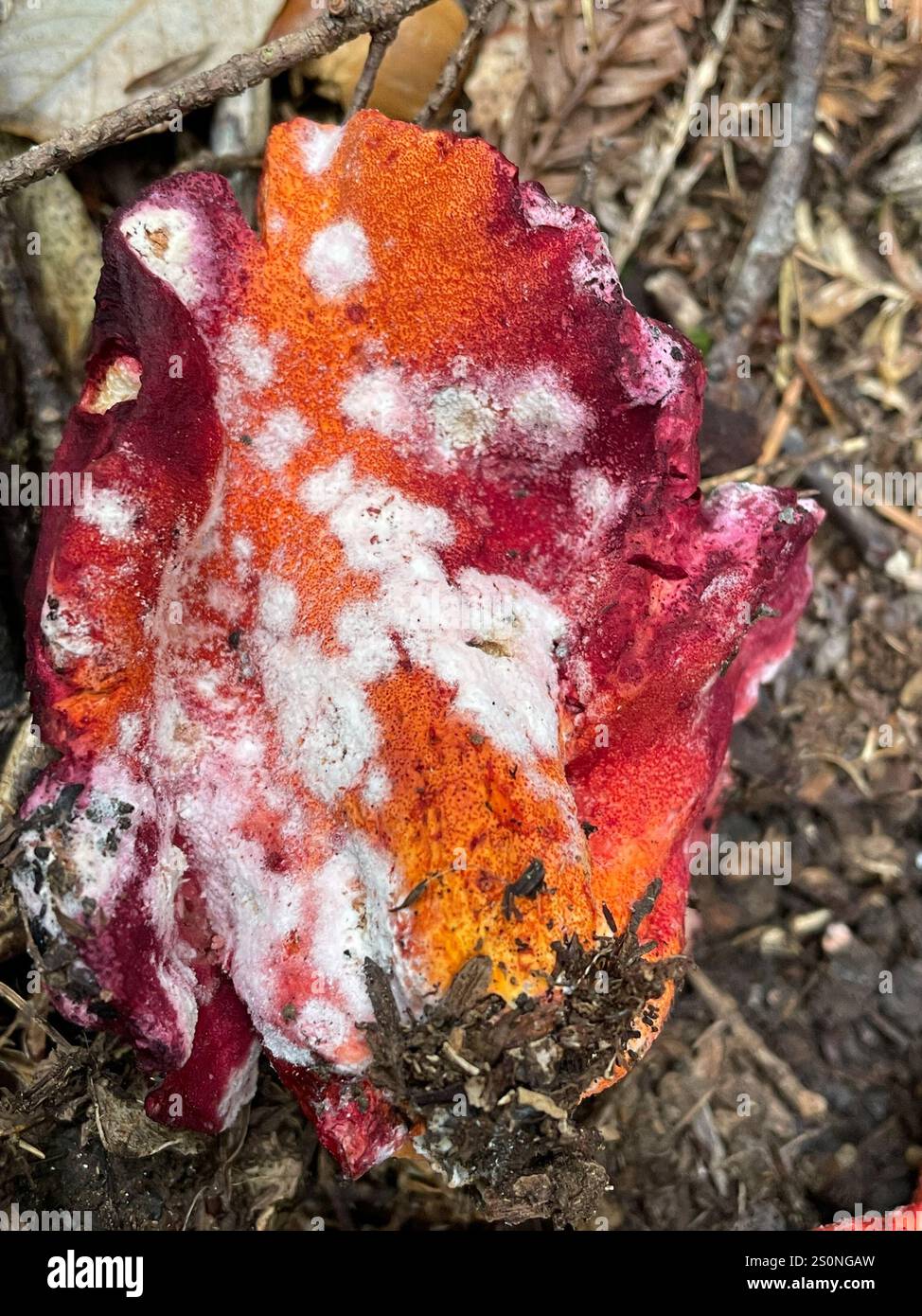 lobster mushroom (Hypomyces lactifluorum Stock Photo - Alamy