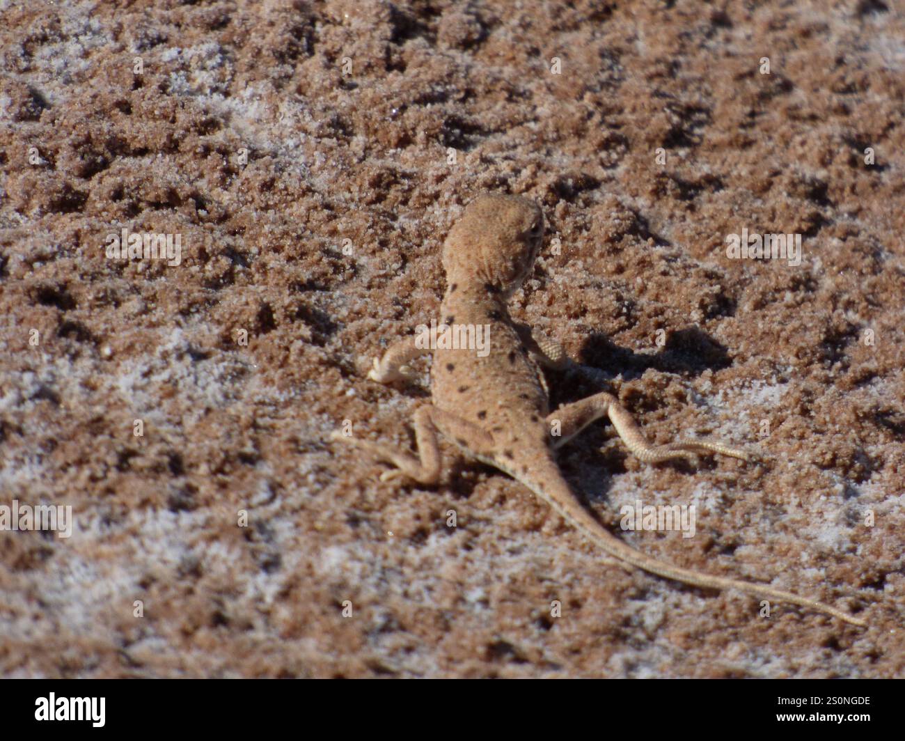 Lake Eyre Dragon (Ctenophorus maculosus Stock Photo - Alamy
