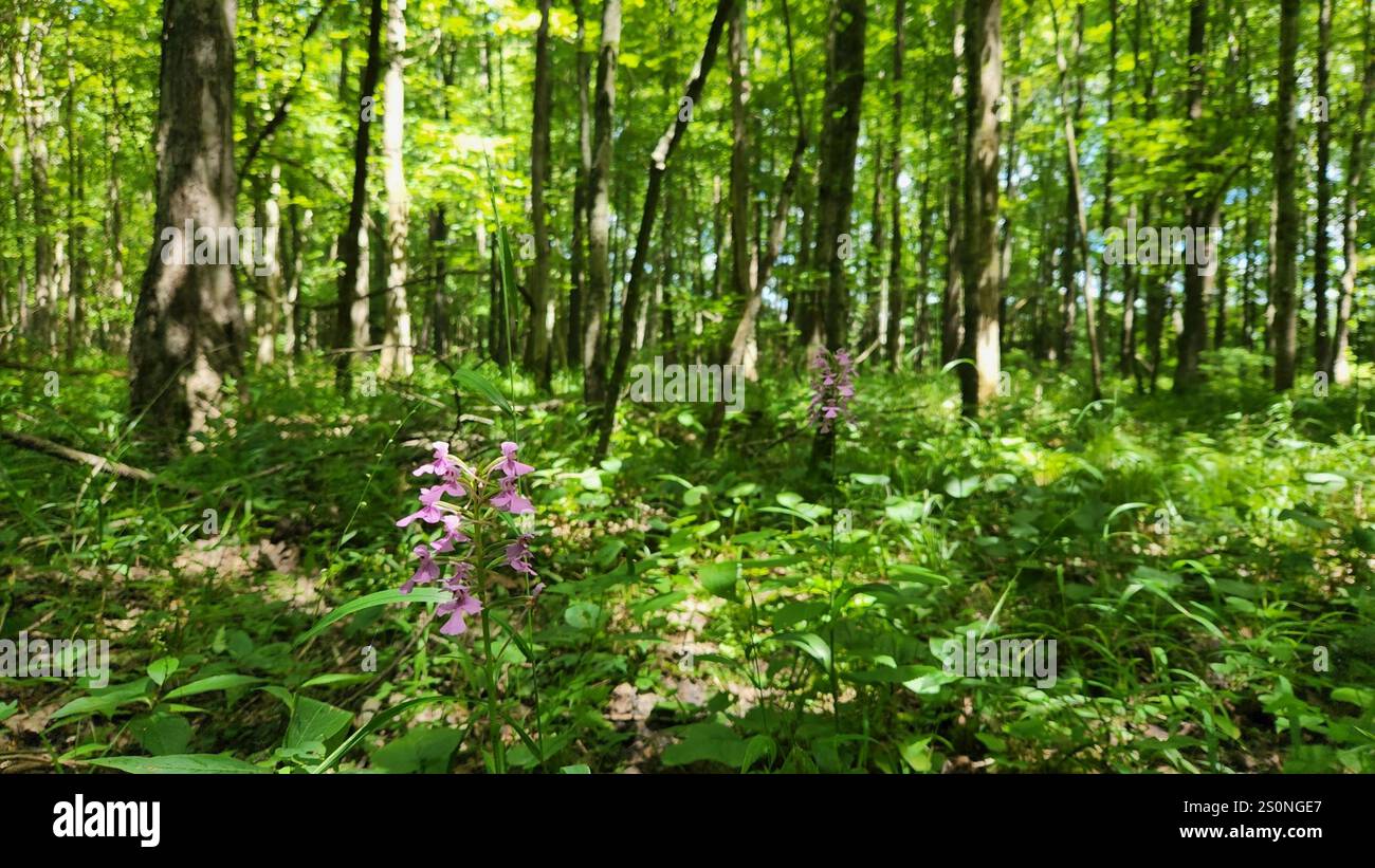 Purple Fringeless Orchid (Platanthera peramoena Stock Photo - Alamy