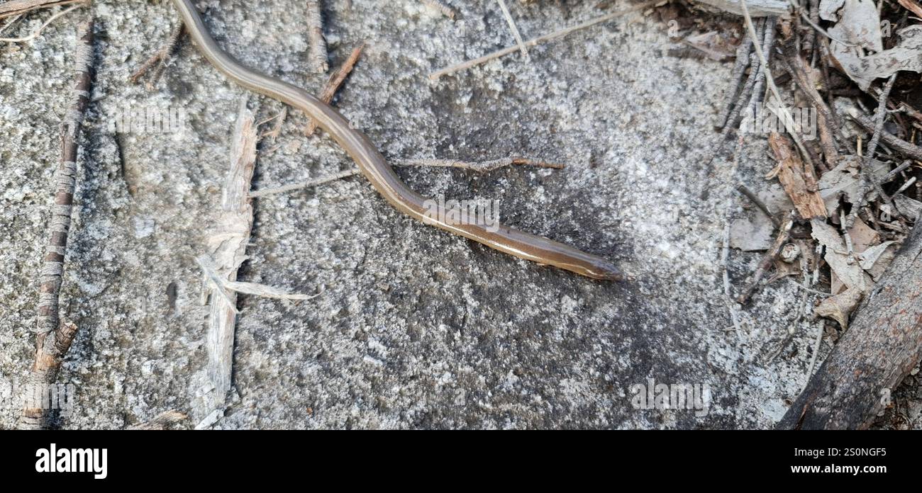Two-clawed Worm-skink (Anomalopus leuckartii Stock Photo - Alamy