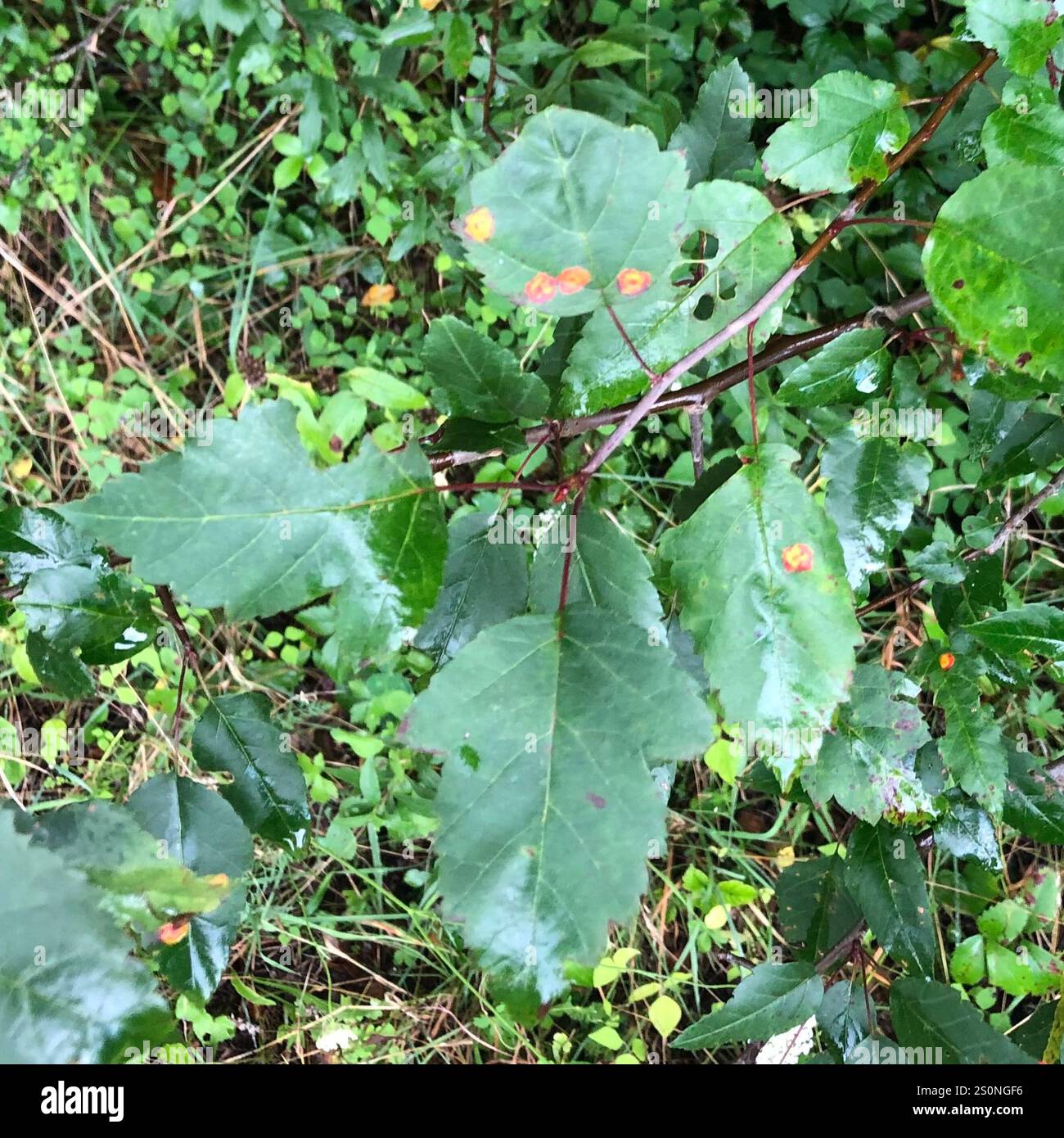 sweet crabapple (Malus coronaria Stock Photo - Alamy