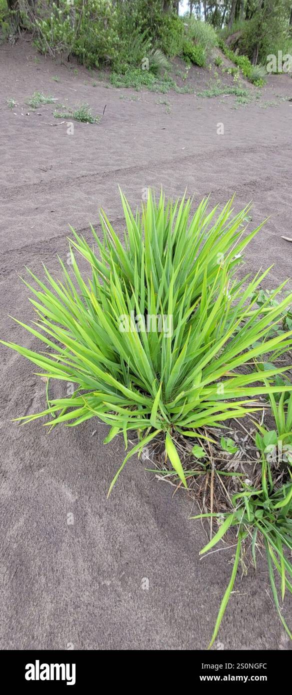 common yucca (Yucca filamentosa Stock Photo - Alamy