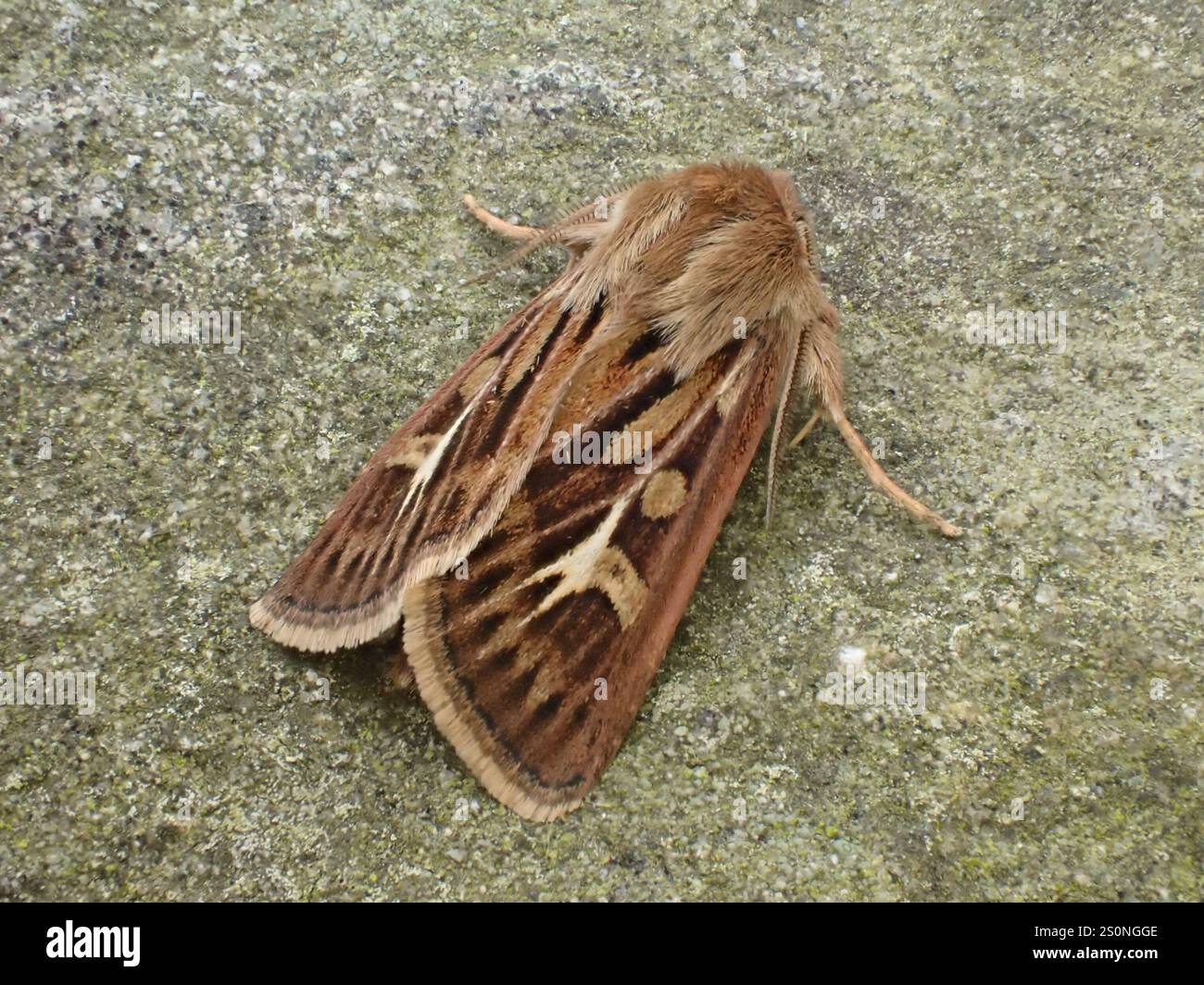 Antler Moth (Cerapteryx graminis Stock Photo - Alamy