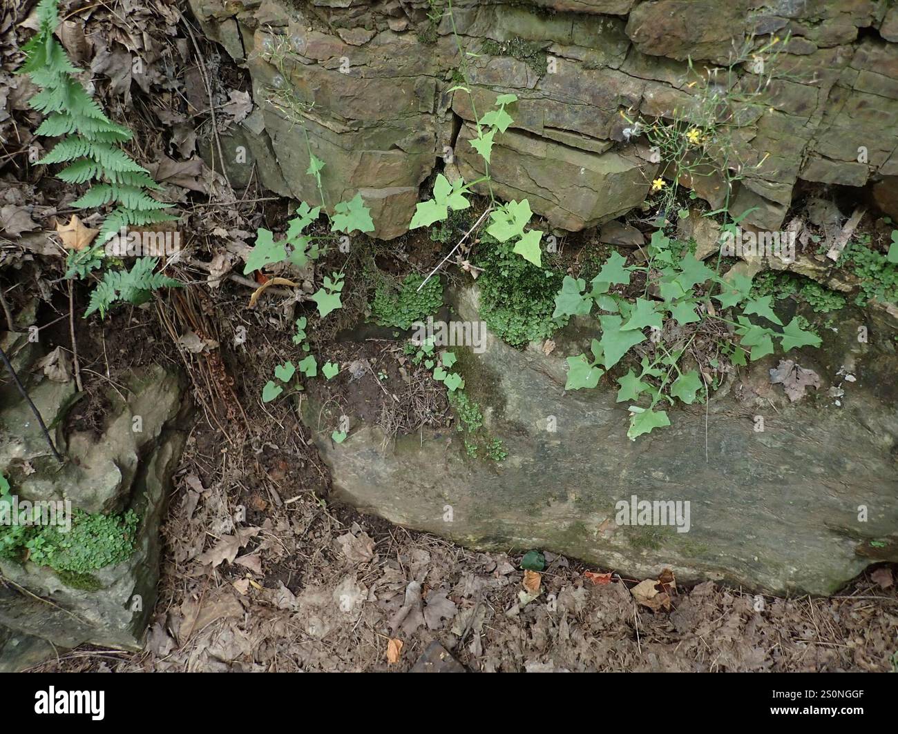 Complex thallose liverworts (Marchantiales Stock Photo - Alamy