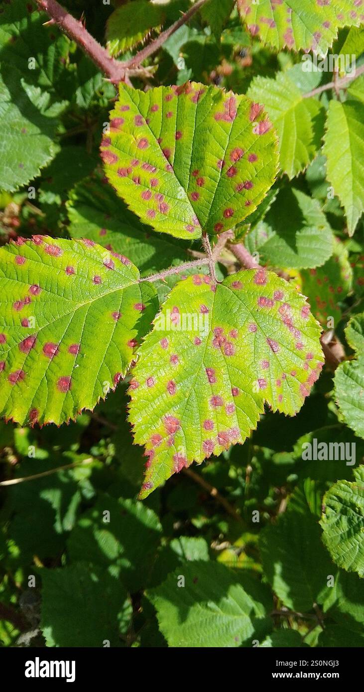 Rubus rust (Phragmidium violaceum Stock Photo - Alamy