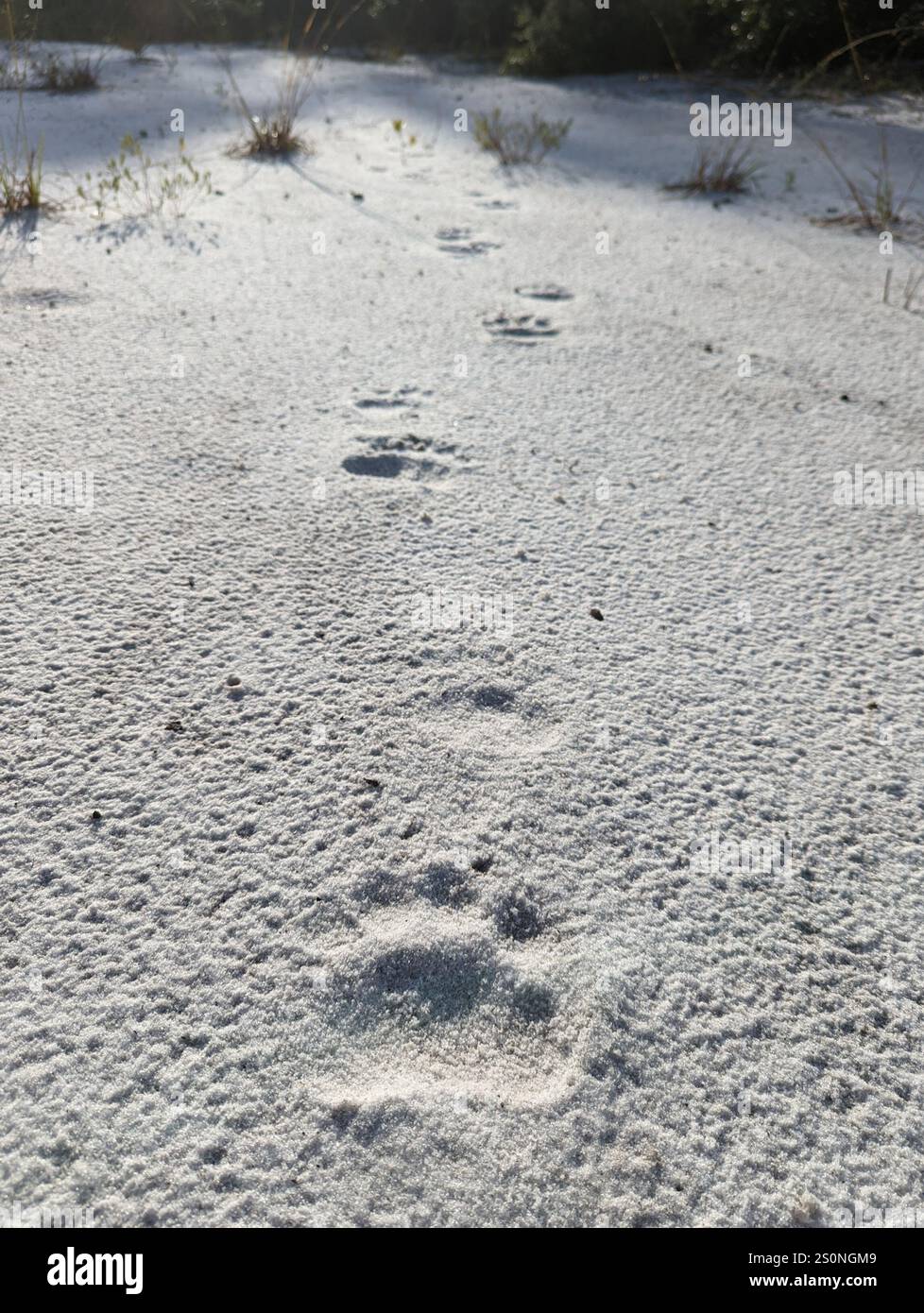 Eastern Black Bear (Ursus americanus americanus Stock Photo - Alamy