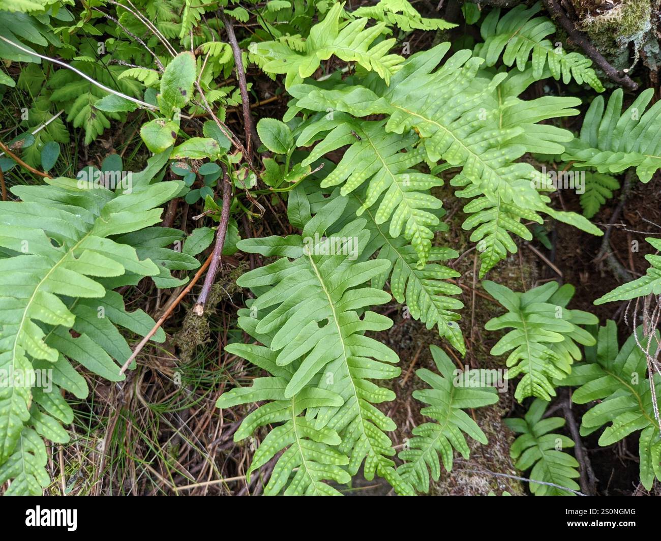 common polypody (Polypodium vulgare Stock Photo - Alamy