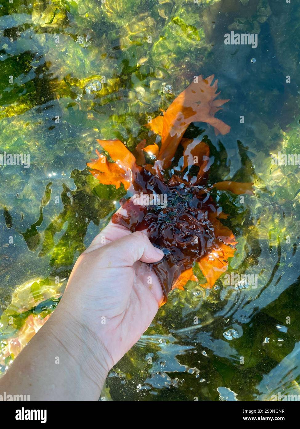red algae (Rhodophyta Stock Photo - Alamy