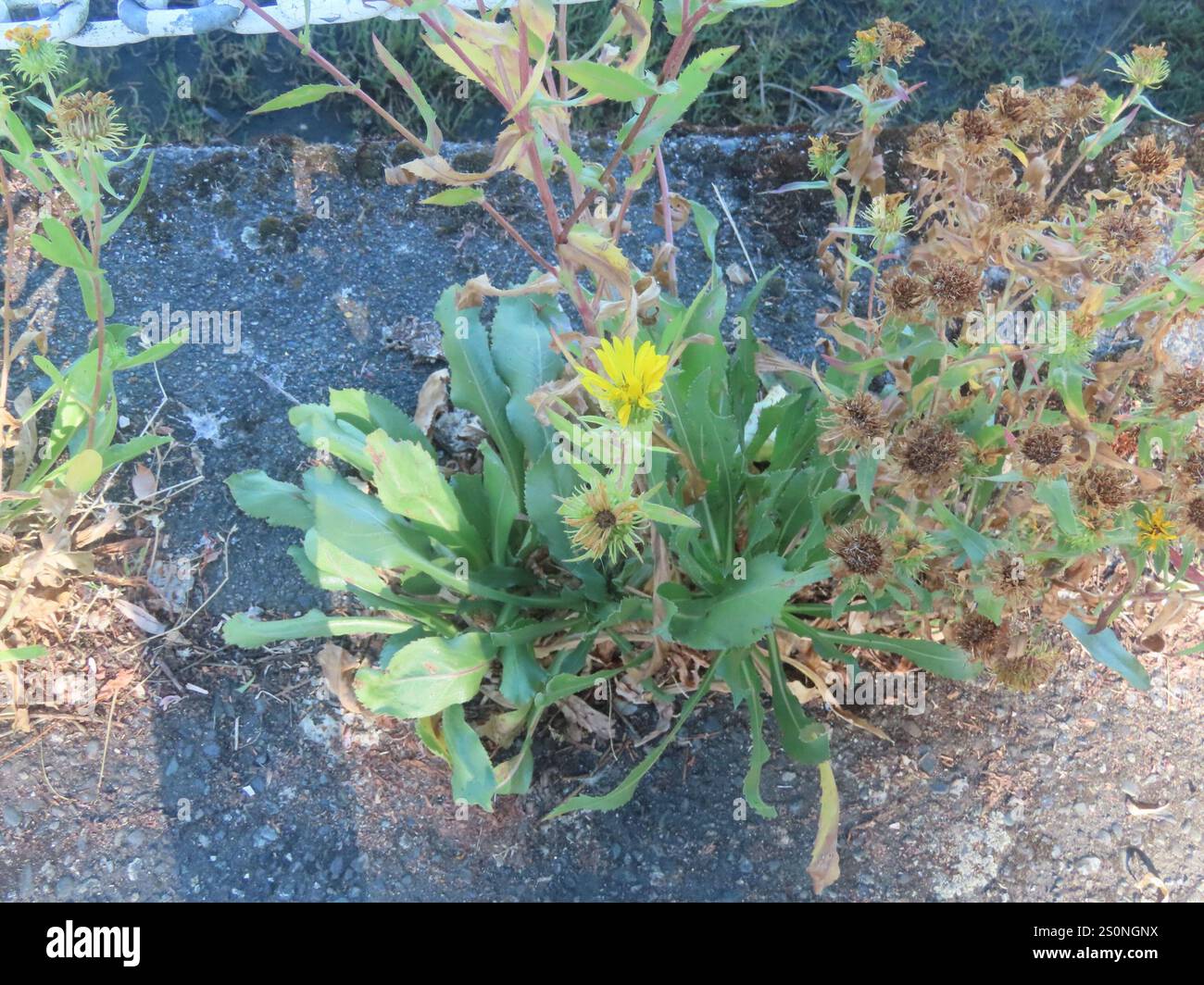 Oregon Gumplant (Grindelia stricta Stock Photo - Alamy