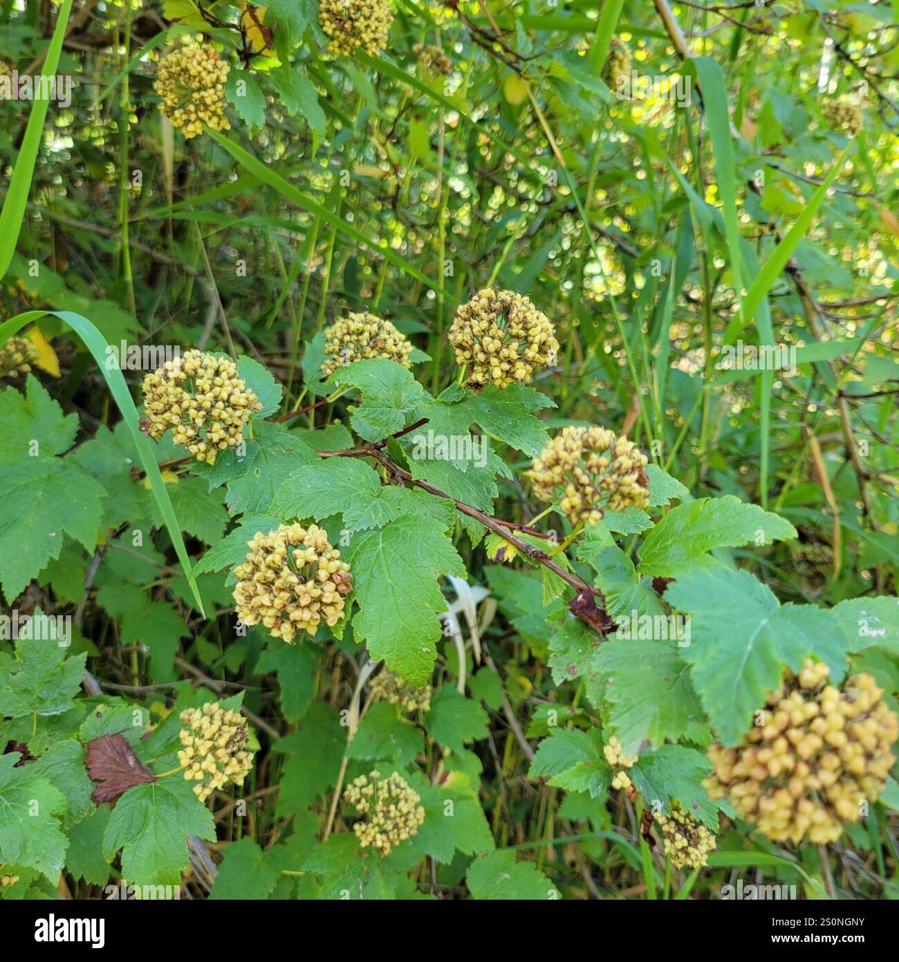 Pacific ninebark (Physocarpus capitatus Stock Photo - Alamy