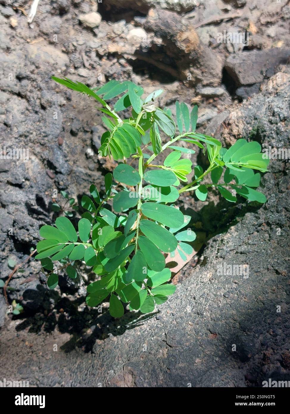 Chamberbitter (Phyllanthus urinaria Stock Photo - Alamy