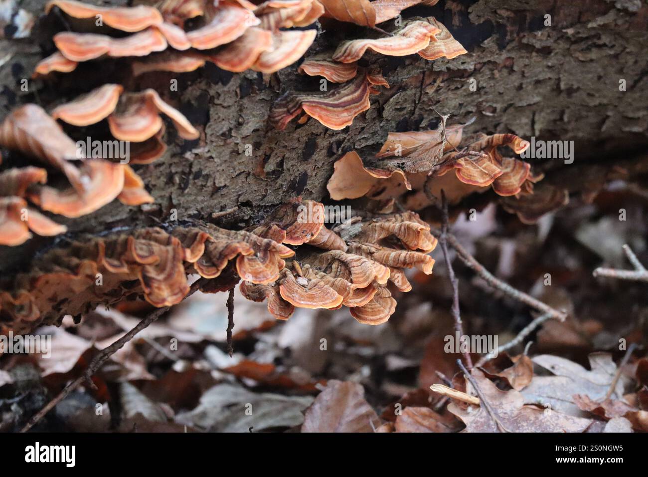 Gold crust hi-res stock photography and images - Alamy