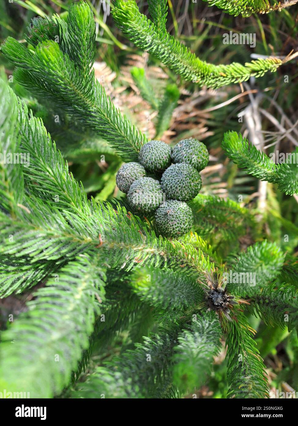 Coffeebush (Berzelia albiflora Stock Photo - Alamy