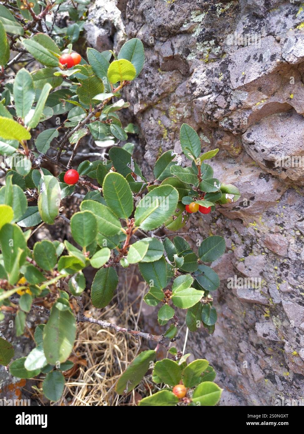 island redberry (Rhamnus pirifolia Stock Photo - Alamy