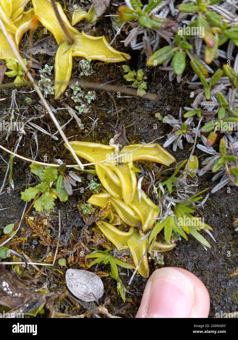 Common Butterwort (Pinguicula vulgaris Stock Photo - Alamy