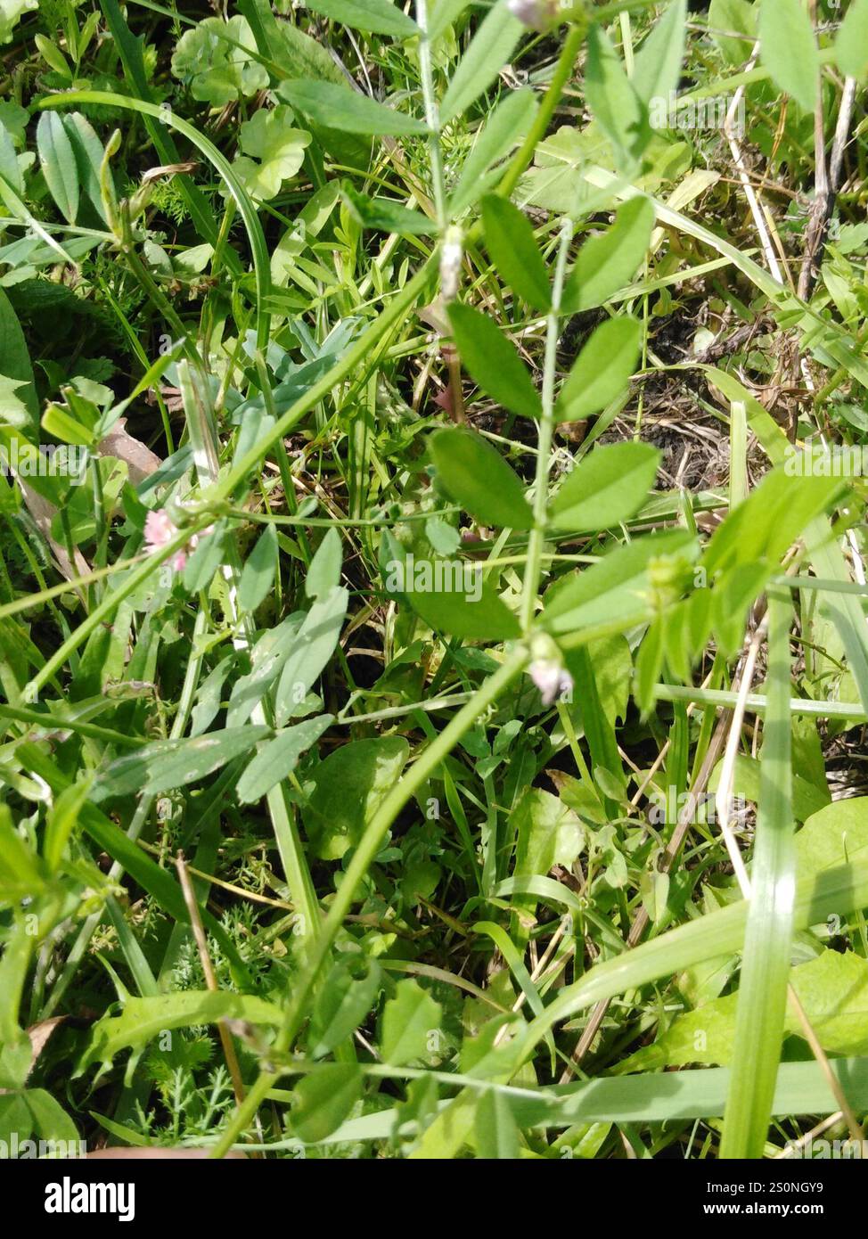 narrow-leaved vetch (Vicia sativa nigra Stock Photo - Alamy